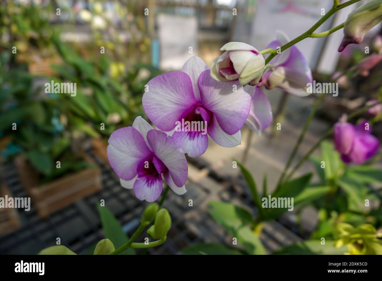 Pink dendrobium orchids hi-res stock photography and images - Alamy