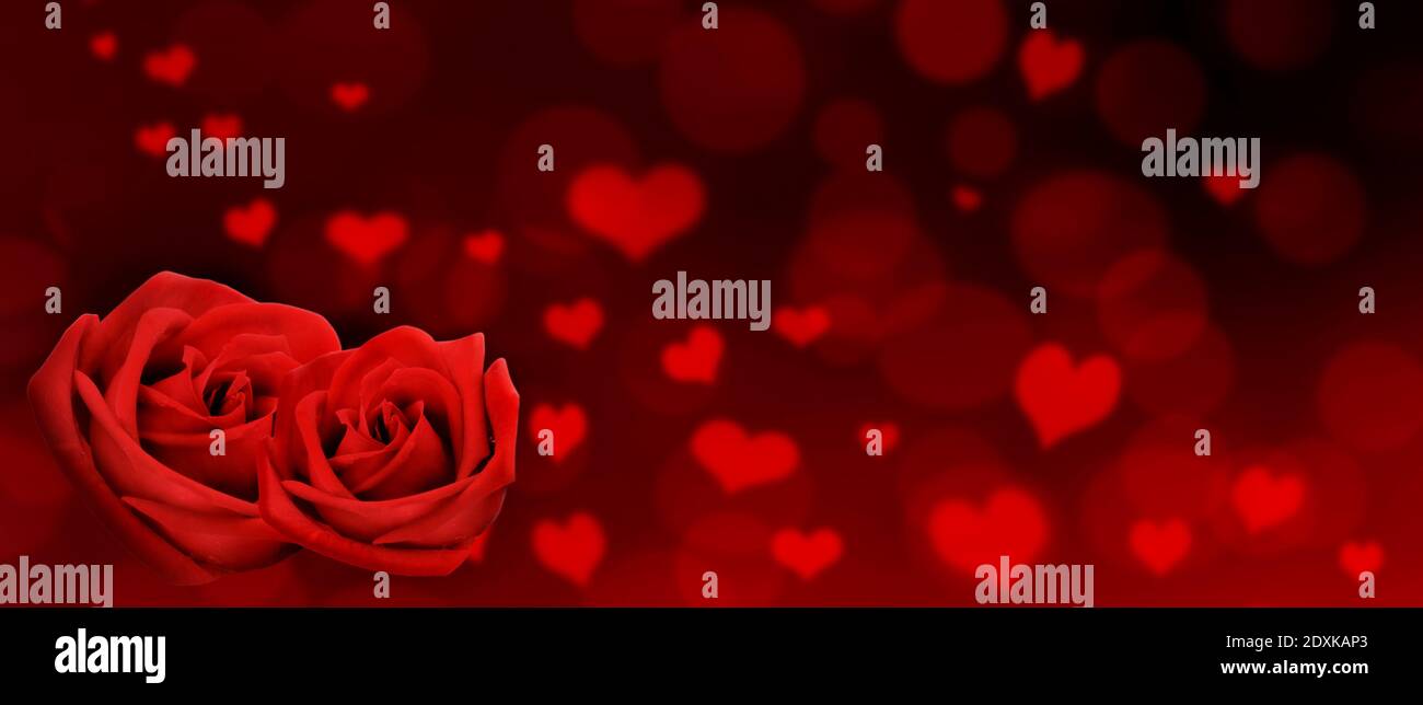 Two bright red roses hi-res stock photography and images - Alamy