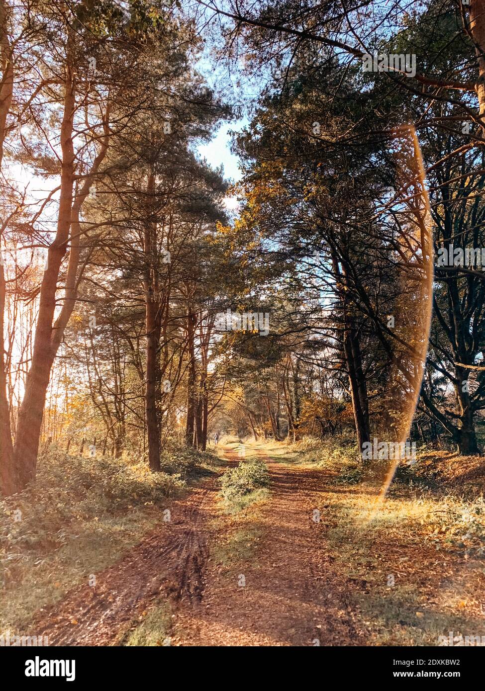 At verwood hi-res stock photography and images - Alamy