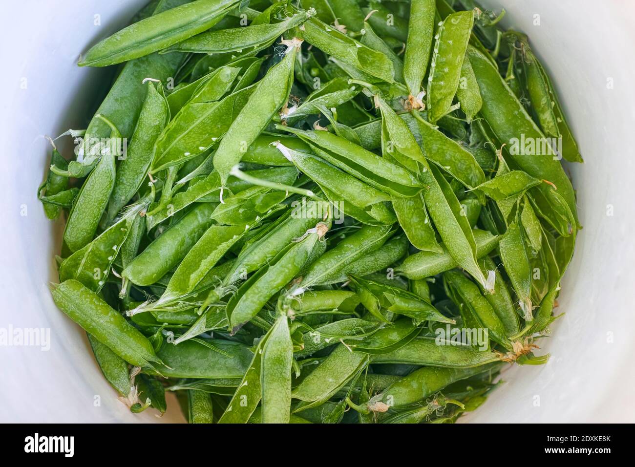 Peas bucket hi-res stock photography and images - Alamy
