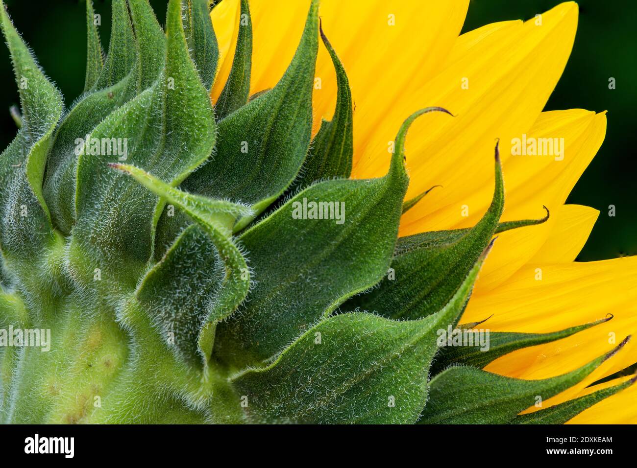 Sunflower wallpapers hi-res stock photography and images - Alamy