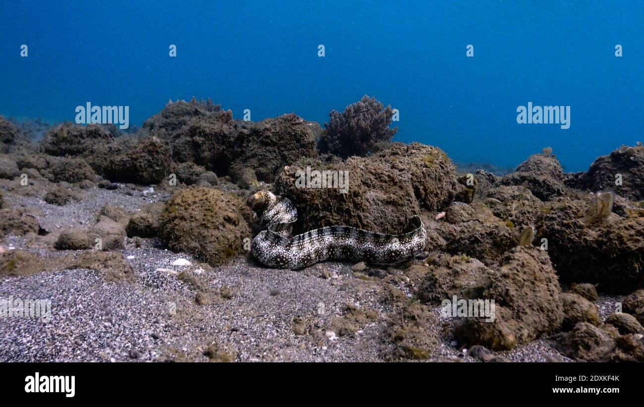 Snowflake Eel High Resolution Stock Photography and Images - Alamy