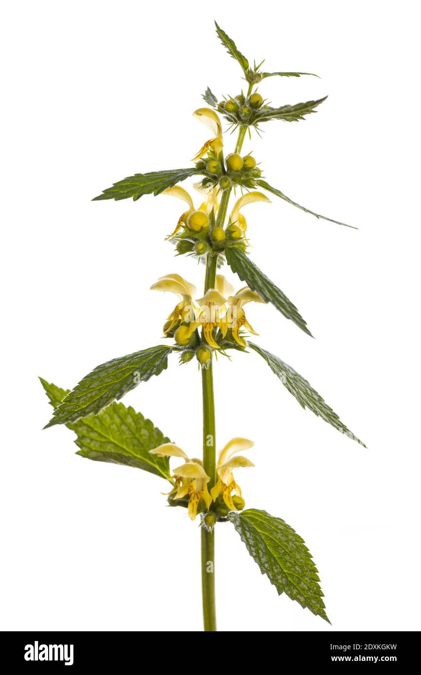 flowering yellow archangel (Lamium galeobdolon) isolated on white ...