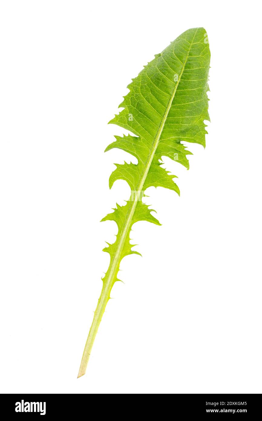 Growing dandelion Cut Out Stock Images & Pictures - Alamy