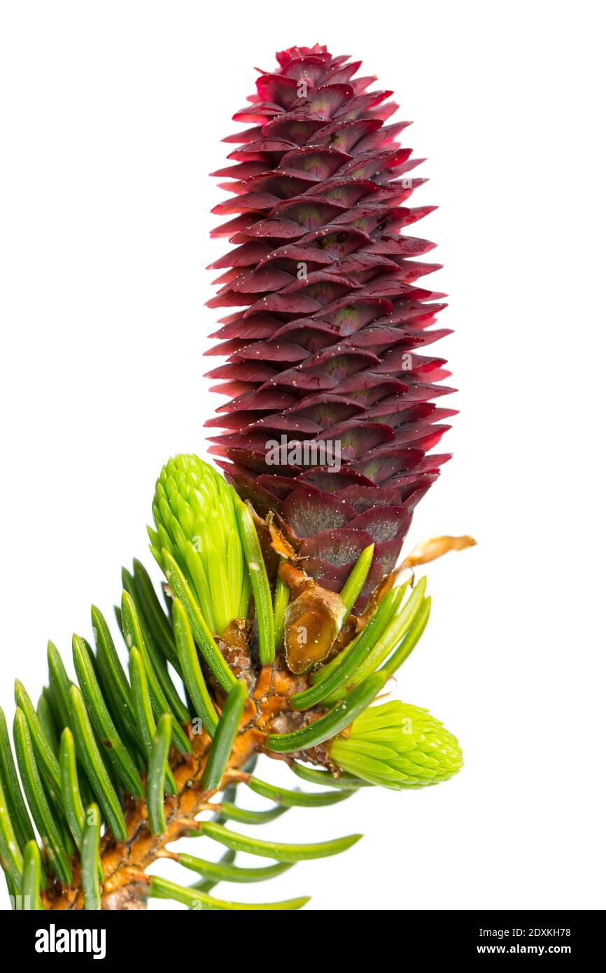 Spruce tree red cones Cut Out Stock Images & Pictures - Alamy