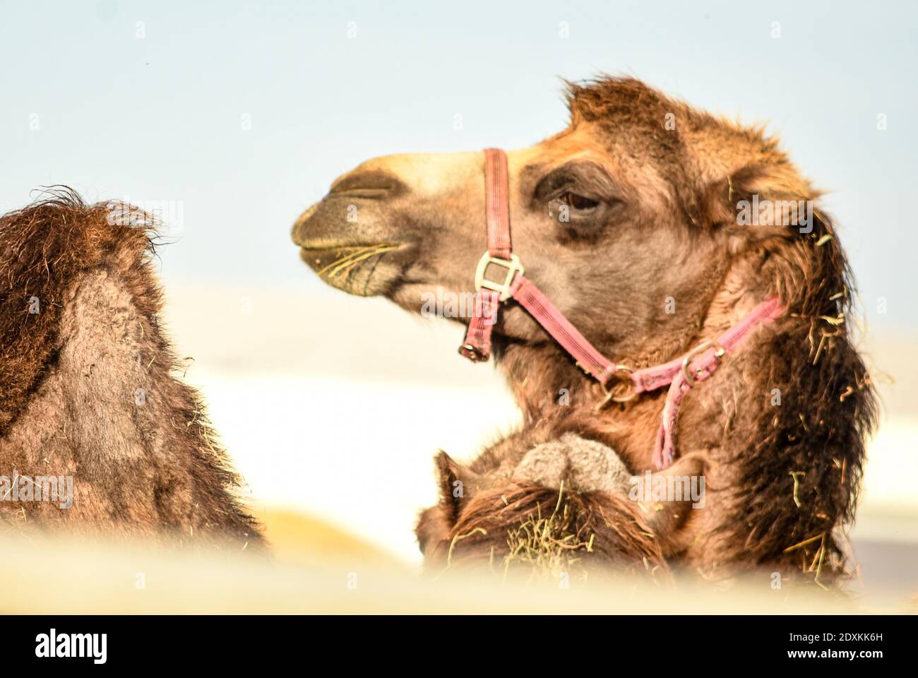 Circus camel hi-res stock photography and images - Alamy