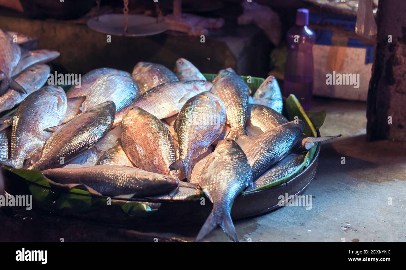 The hilsa fish hi-res stock photography and images - Alamy