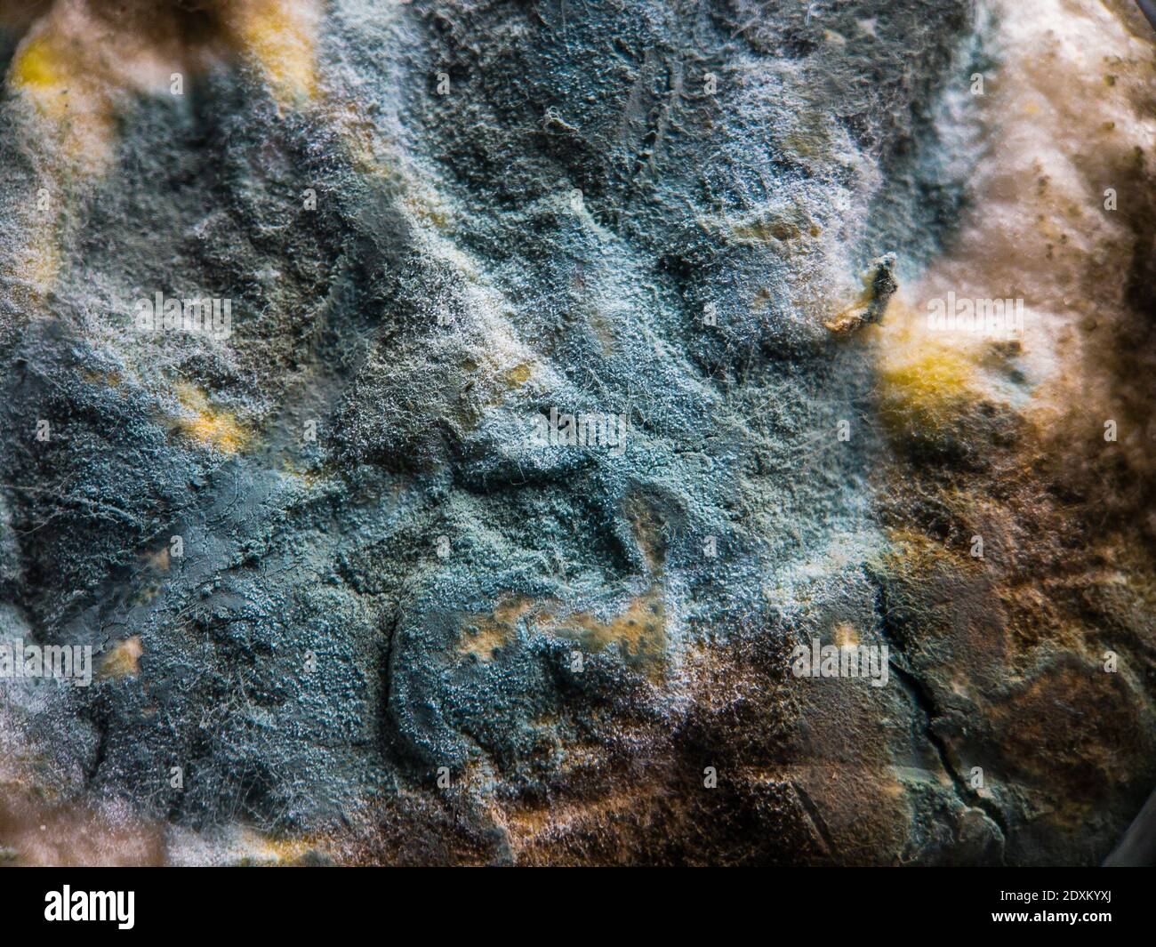 Stone covered with various mildew Stock Photo - Alamy