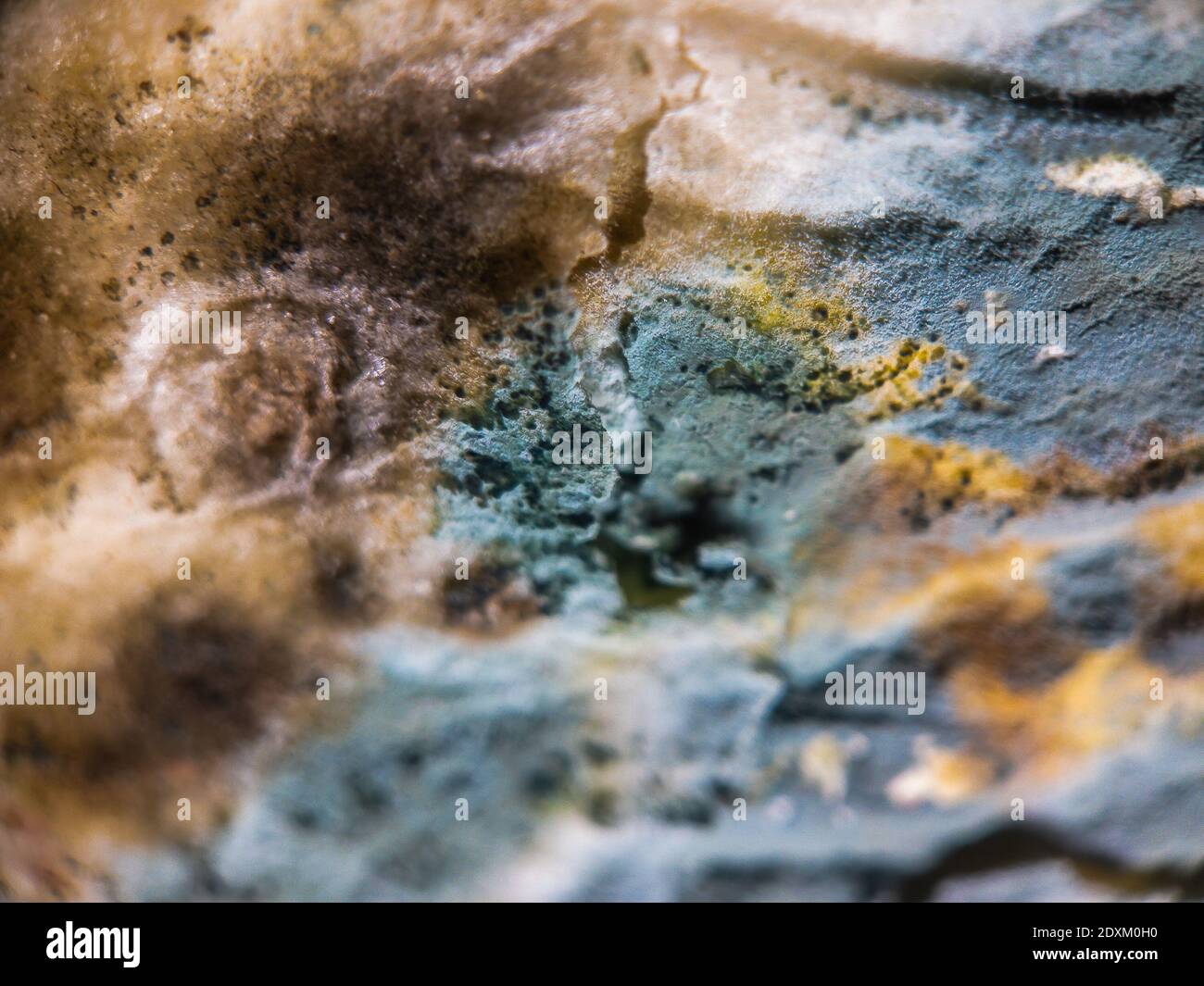 Stone covered with various mildew Stock Photo - Alamy