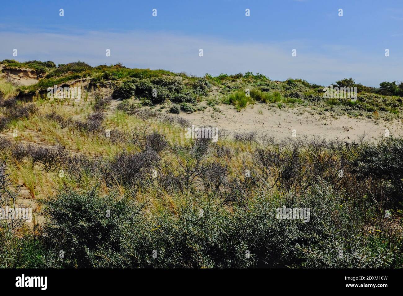 Plants Growing On Land Stock Photo - Alamy