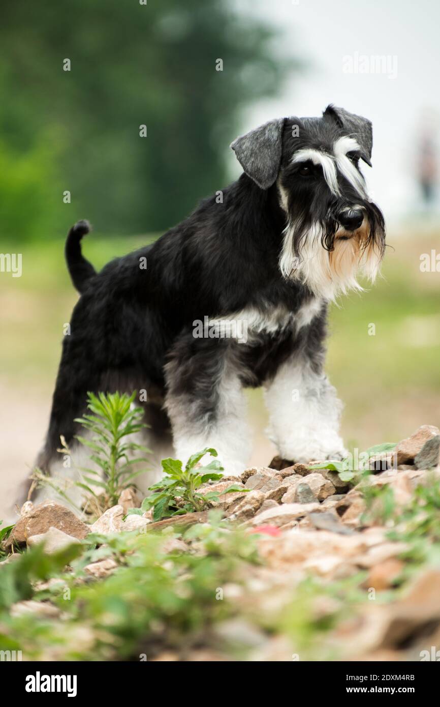 Cute miniature schnauzer breed dog standing on dry stones by bushes in ...