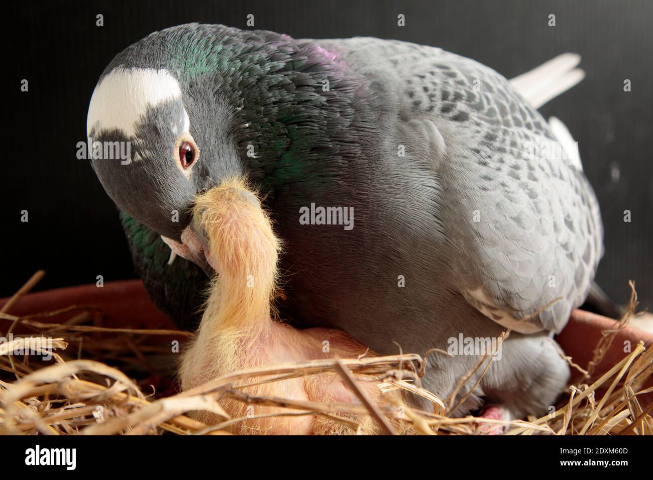 homing pigeon feeding crop milk to new born in nest Stock Photo - Alamy