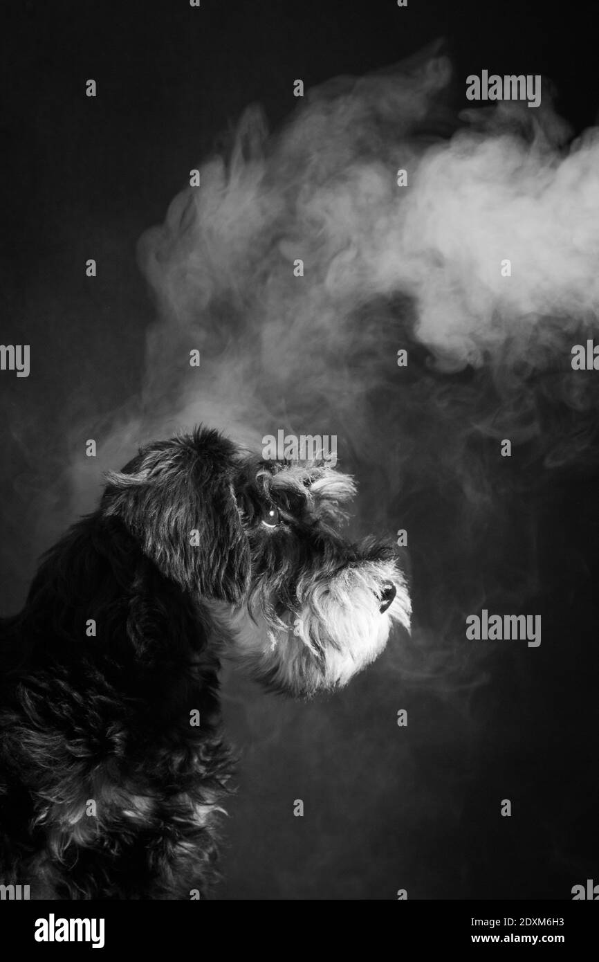 Schnauzer profile Black and White Stock Photos & Images - Alamy
