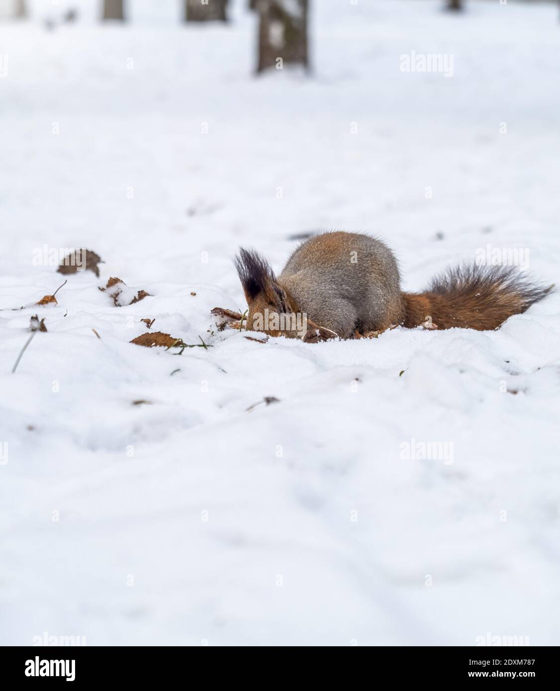 Squirrel hides nuts in the white snow. Eurasian red squirrel, Sciurus ...