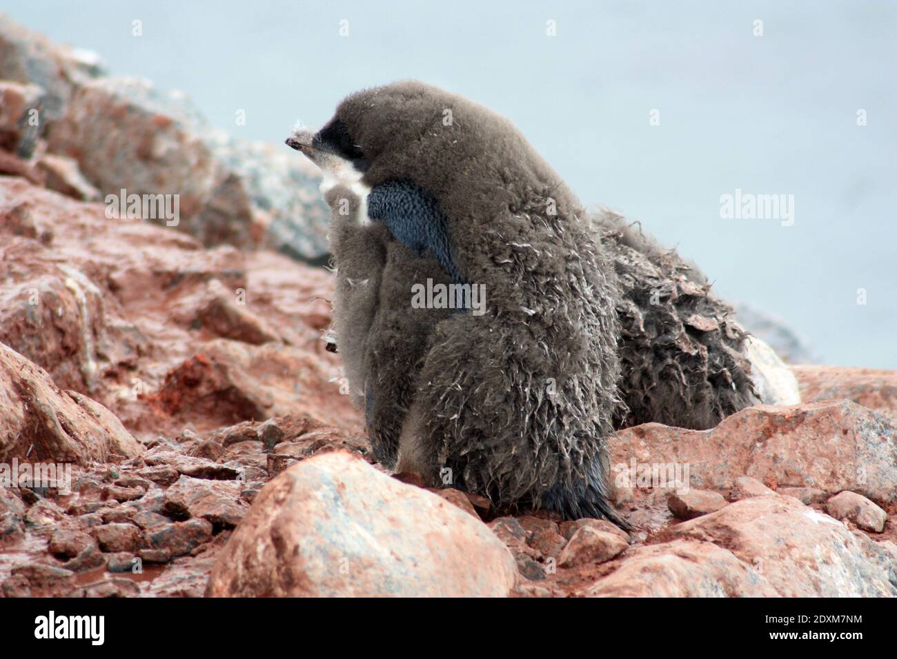 Penguin Down Feathers High Resolution Stock Photography and Images - Alamy
