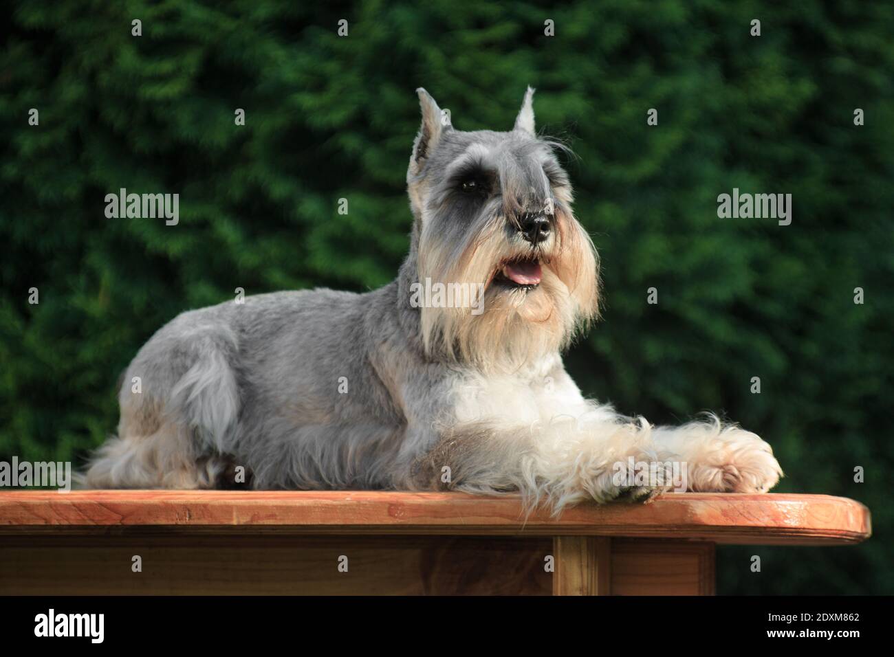 A gray dog of the miniature schnauzer breed lies in the cottage ...