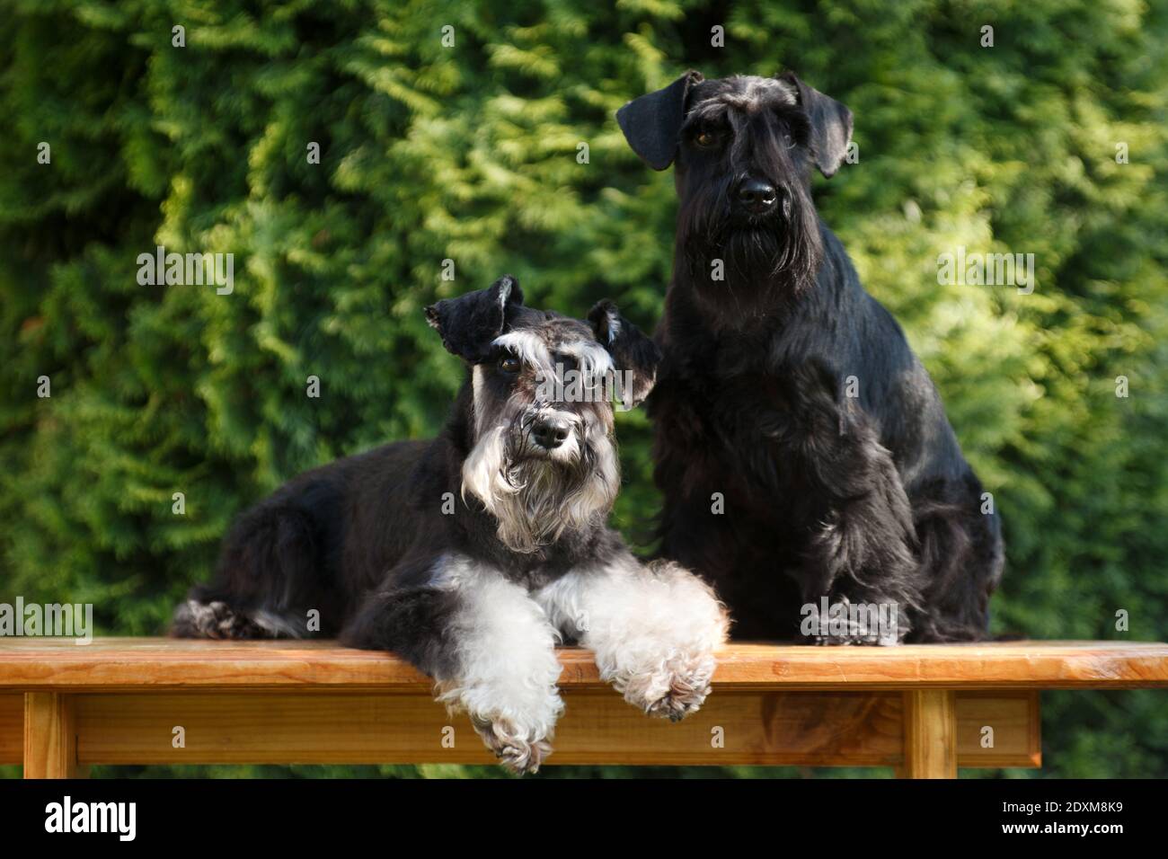 Gray and black and gray dogs of the Miniature Schnauzer breed are ...