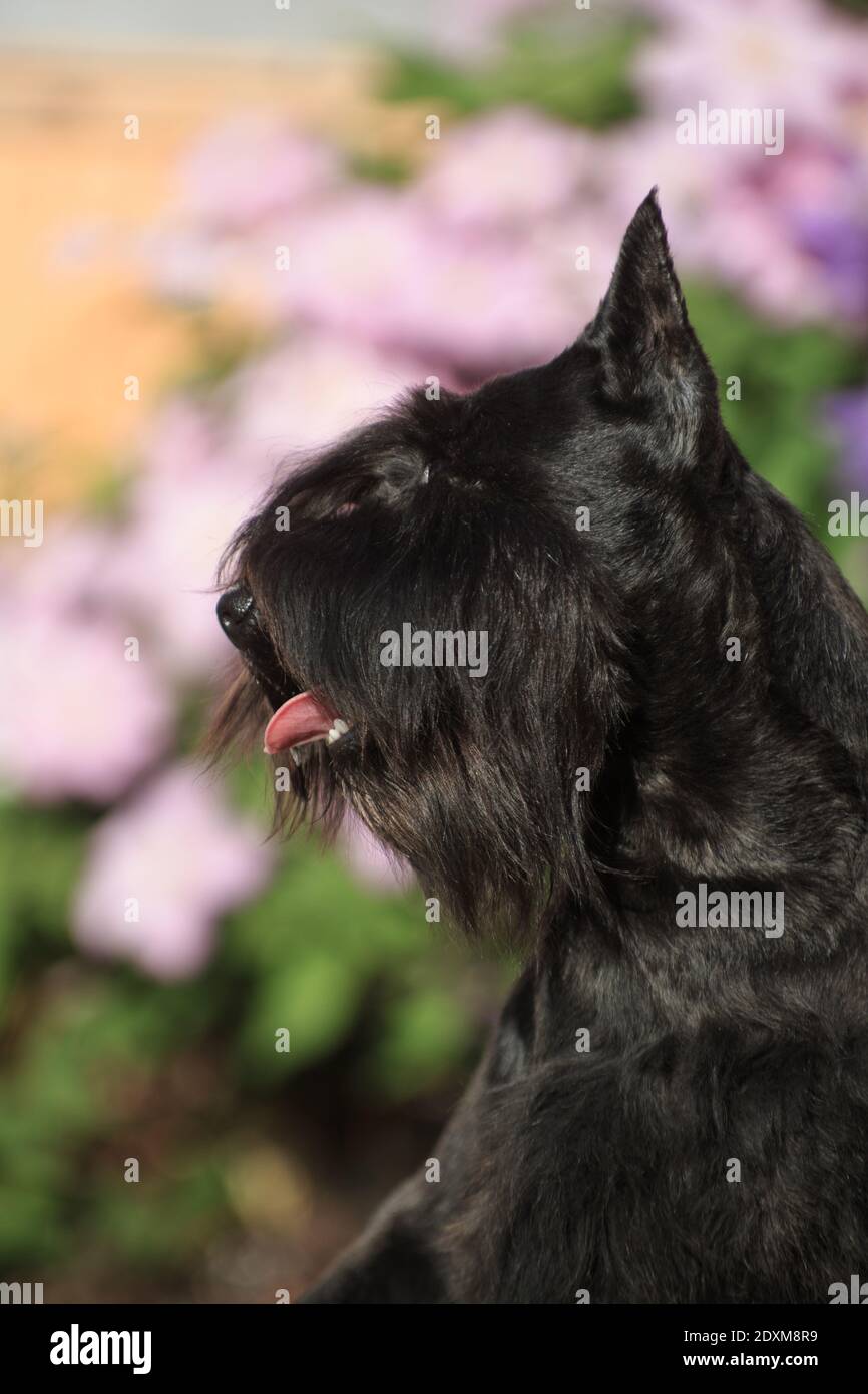 Schnauzer profile hi-res stock photography and images - Alamy