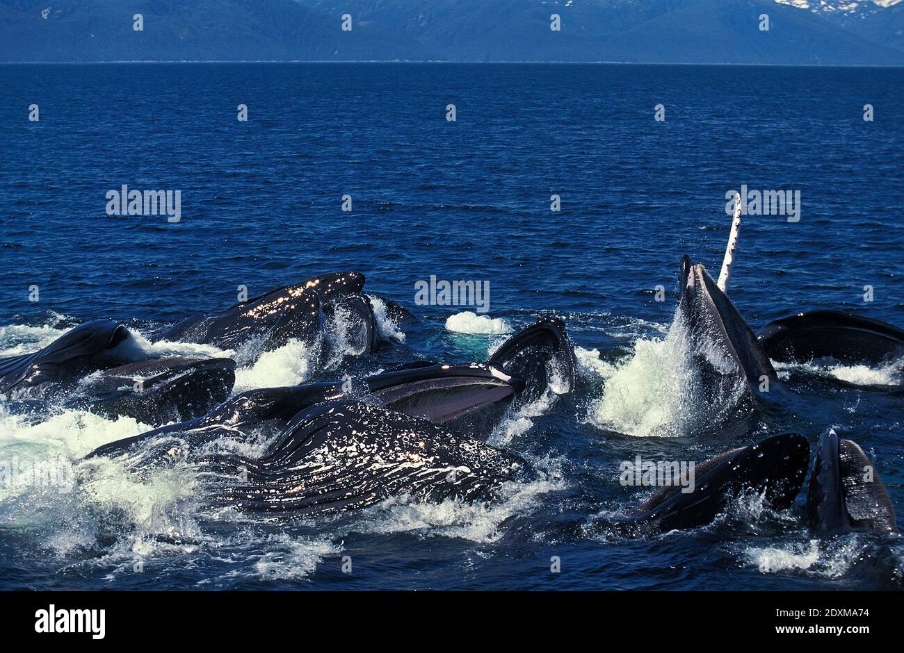 Humpback whale krill alaska feeding hi-res stock photography and images ...