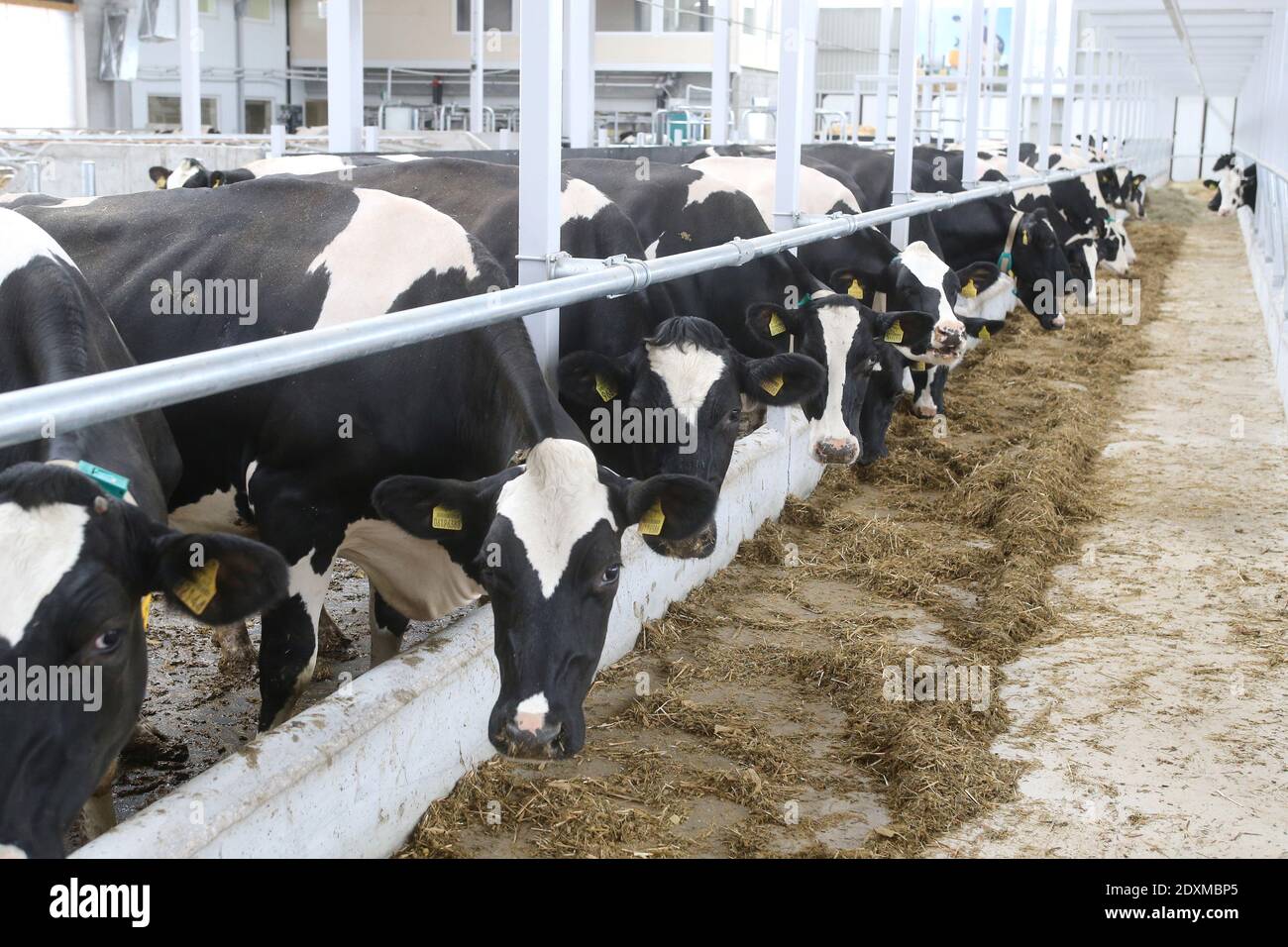 cows eat feed on the farm, Kedainiai, Lithuania Stock Photo - Alamy