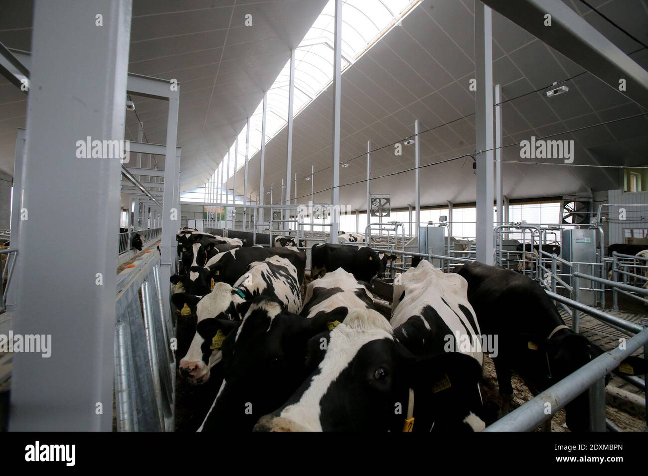 cows eat feed on the farm, Kedainiai, Lithuania Stock Photo - Alamy