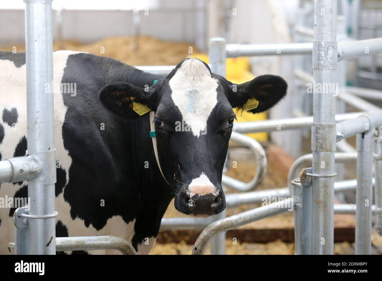 cows eat feed on the farm, Kedainiai, Lithuania Stock Photo - Alamy