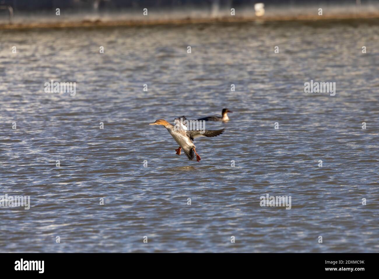 Red breasted merganser in flight, bird during migration to south Stock ...