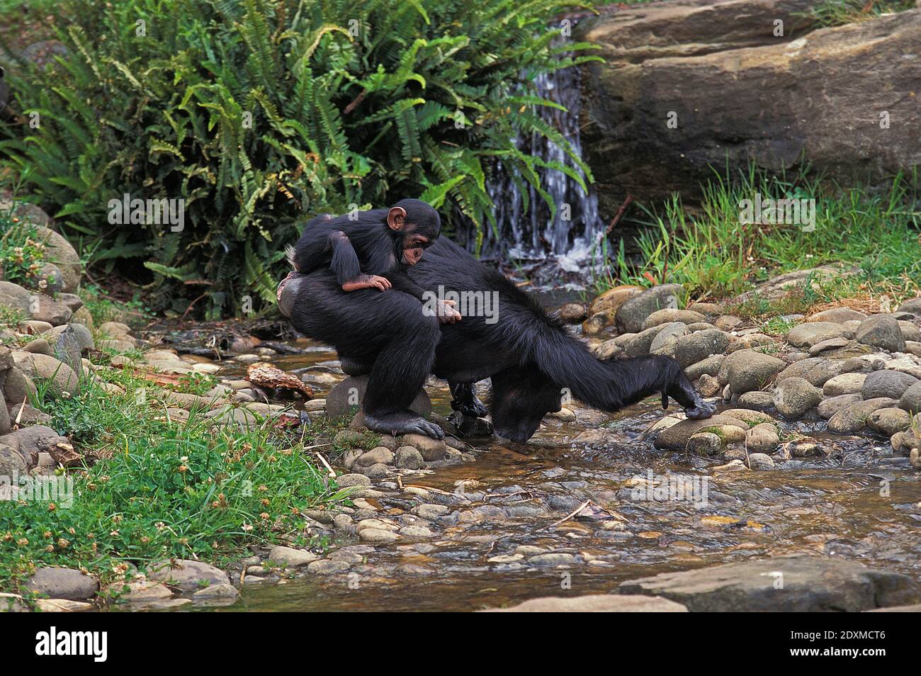 Chimpanzee, pan troglodytes, Mother Drinking, carrying Young on its ...