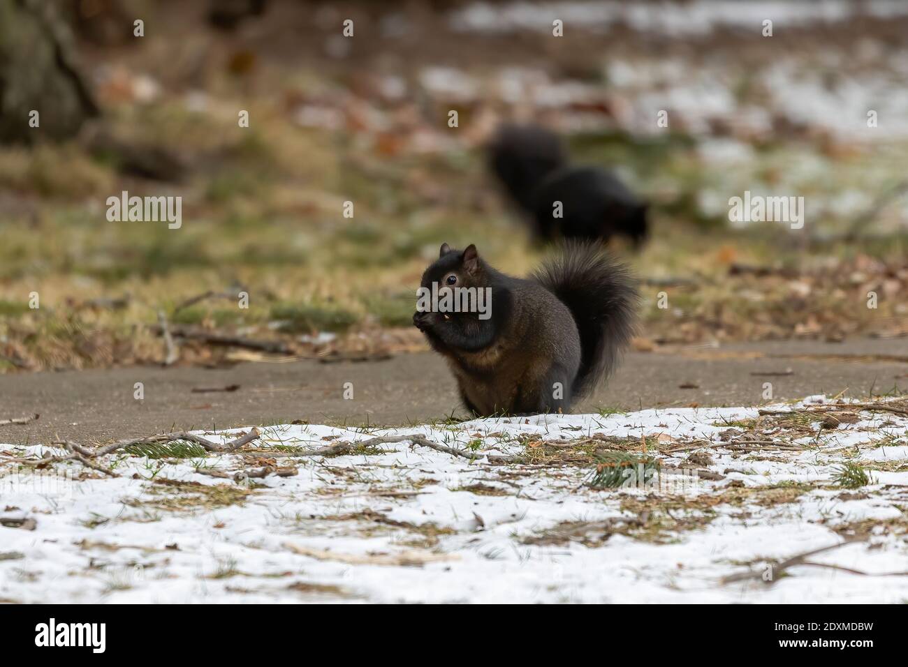 Eastern gray (black)squirrel, native animal to eastern North America ...