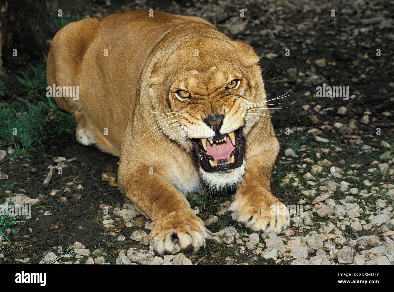 African Lion, panthera leo, Female Snarling Stock Photo - Alamy
