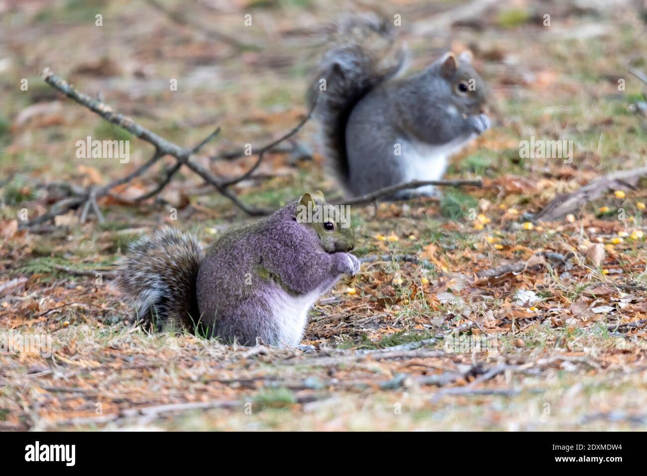 Eastern gray squirrel, native animal to eastern North America Stock ...
