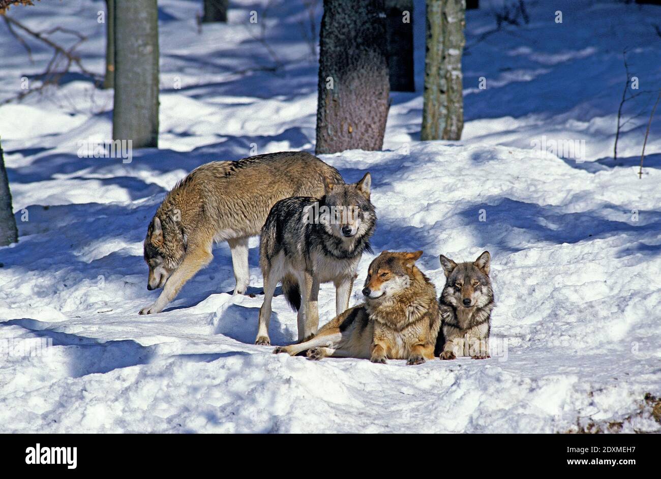 European Wolf, canis lupus, Group standing on Snow, Bavaria in Germany ...