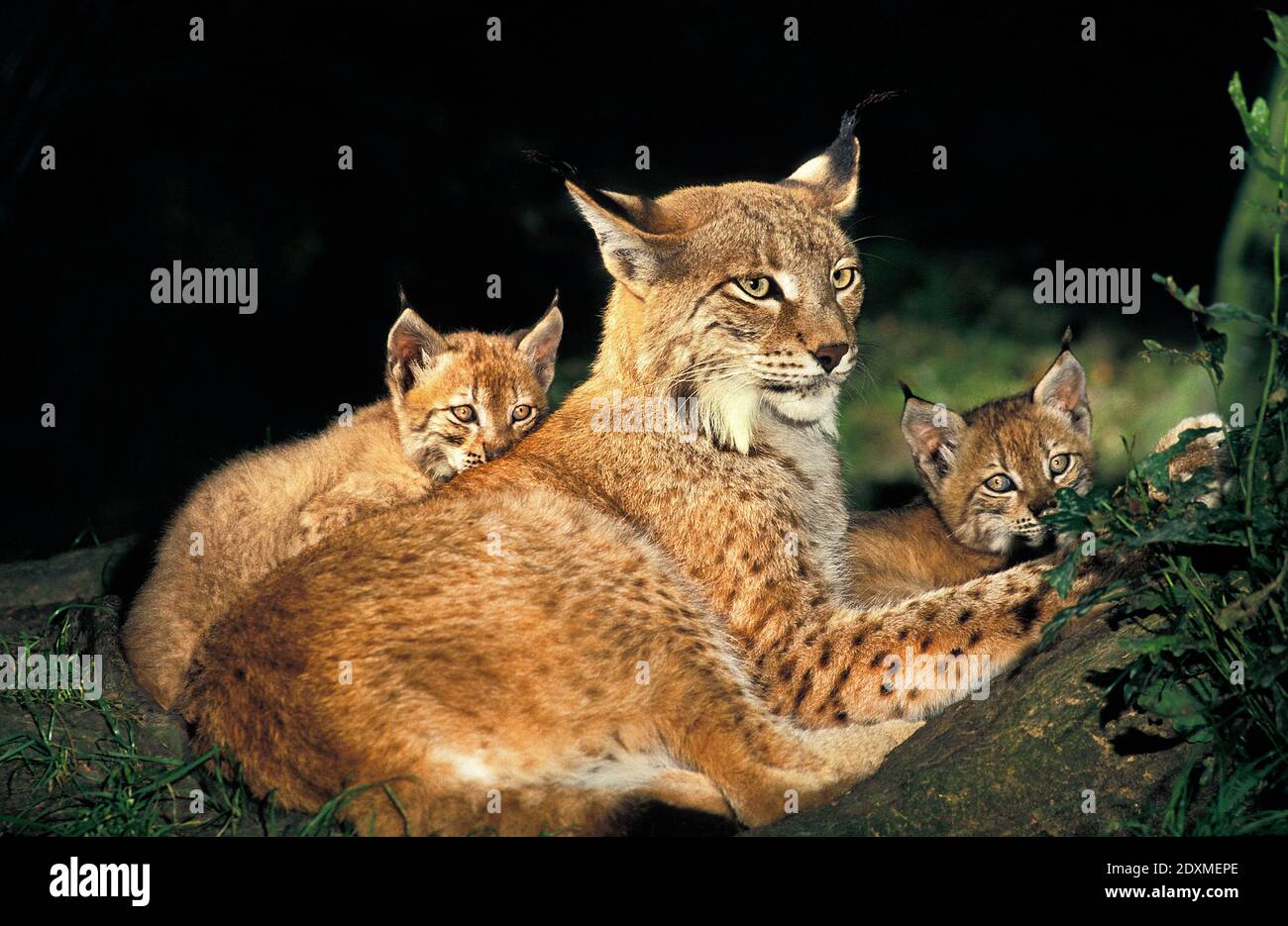 European Lynx, felis lynx, Mother and Cub Stock Photo - Alamy