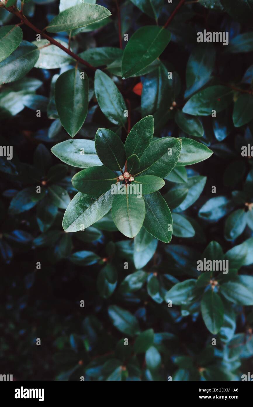 Shiny green leaves High Resolution Stock Photography and Images - Alamy