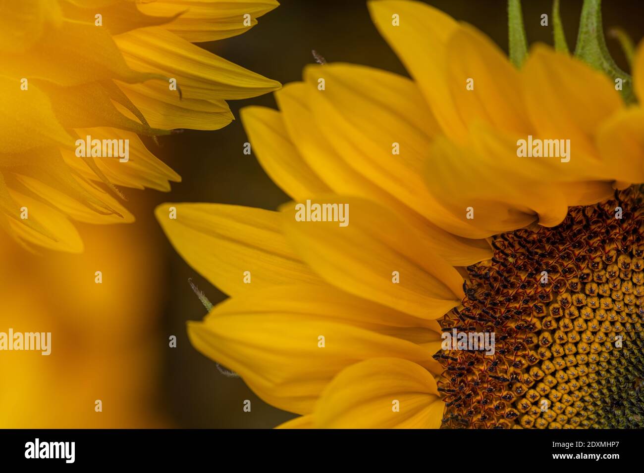 Sunflower wallpapers hi-res stock photography and images - Alamy