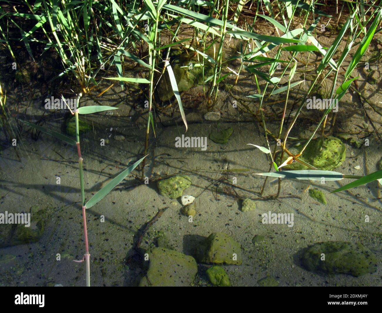 Habitat of tadpoles and adults of Mediterranean Painted Frog ...
