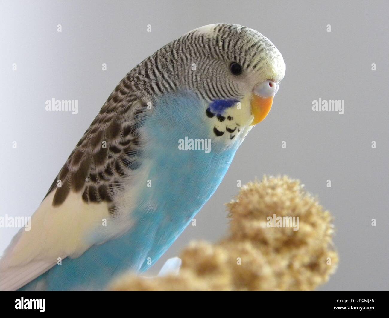 Wellensittich hi-res stock photography and images - Alamy