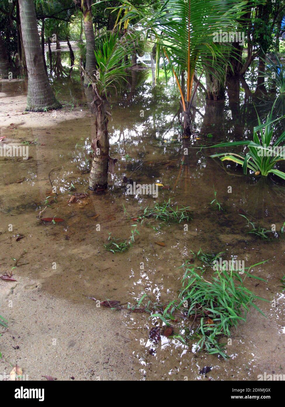 Equatorial rain forest hi-res stock photography and images - Alamy