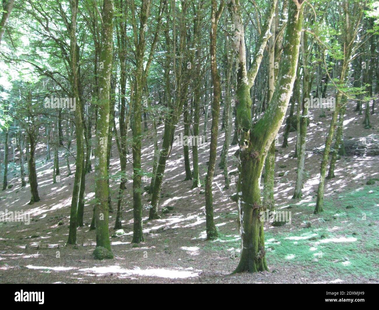 Deciduous forest in Central Italy Stock Photo - Alamy