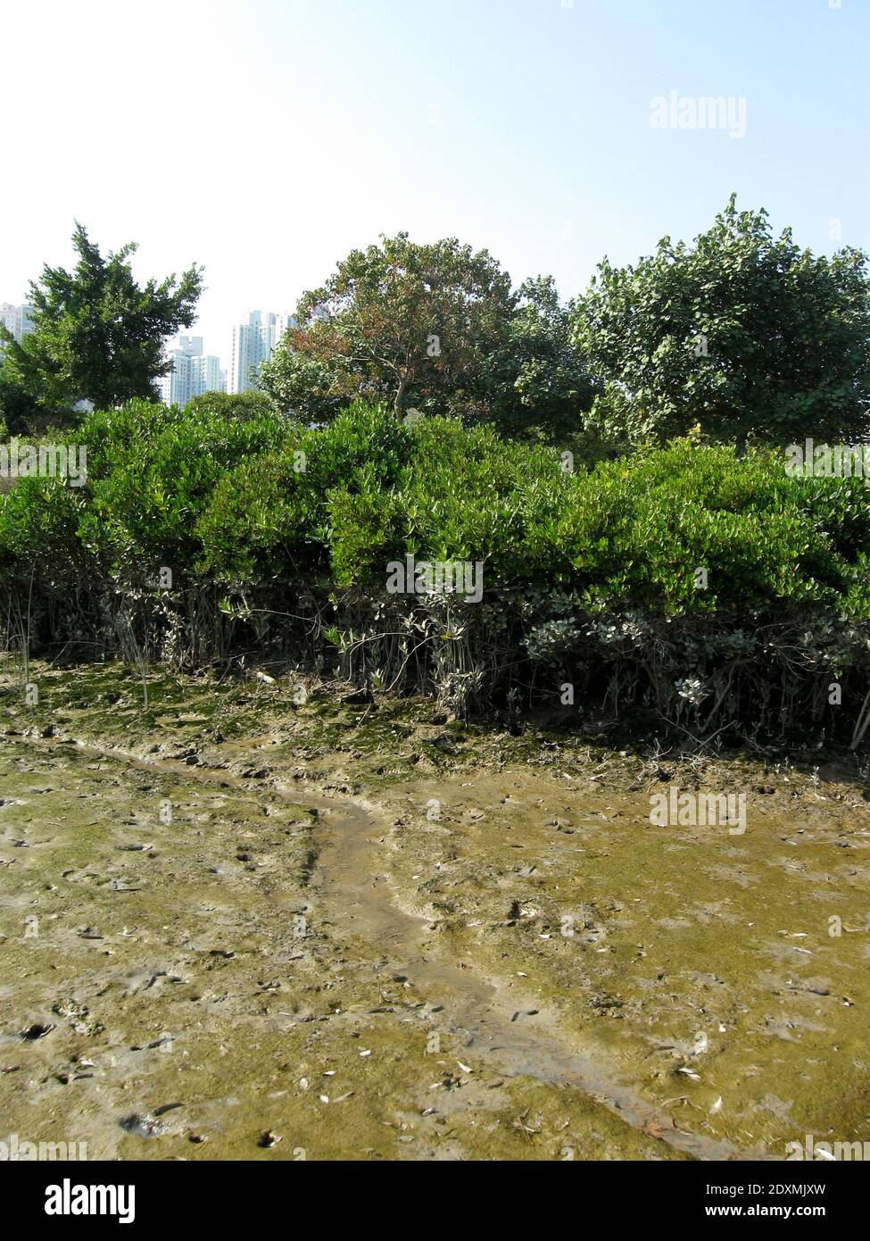 Freshwater mangrove africa hi-res stock photography and images - Alamy