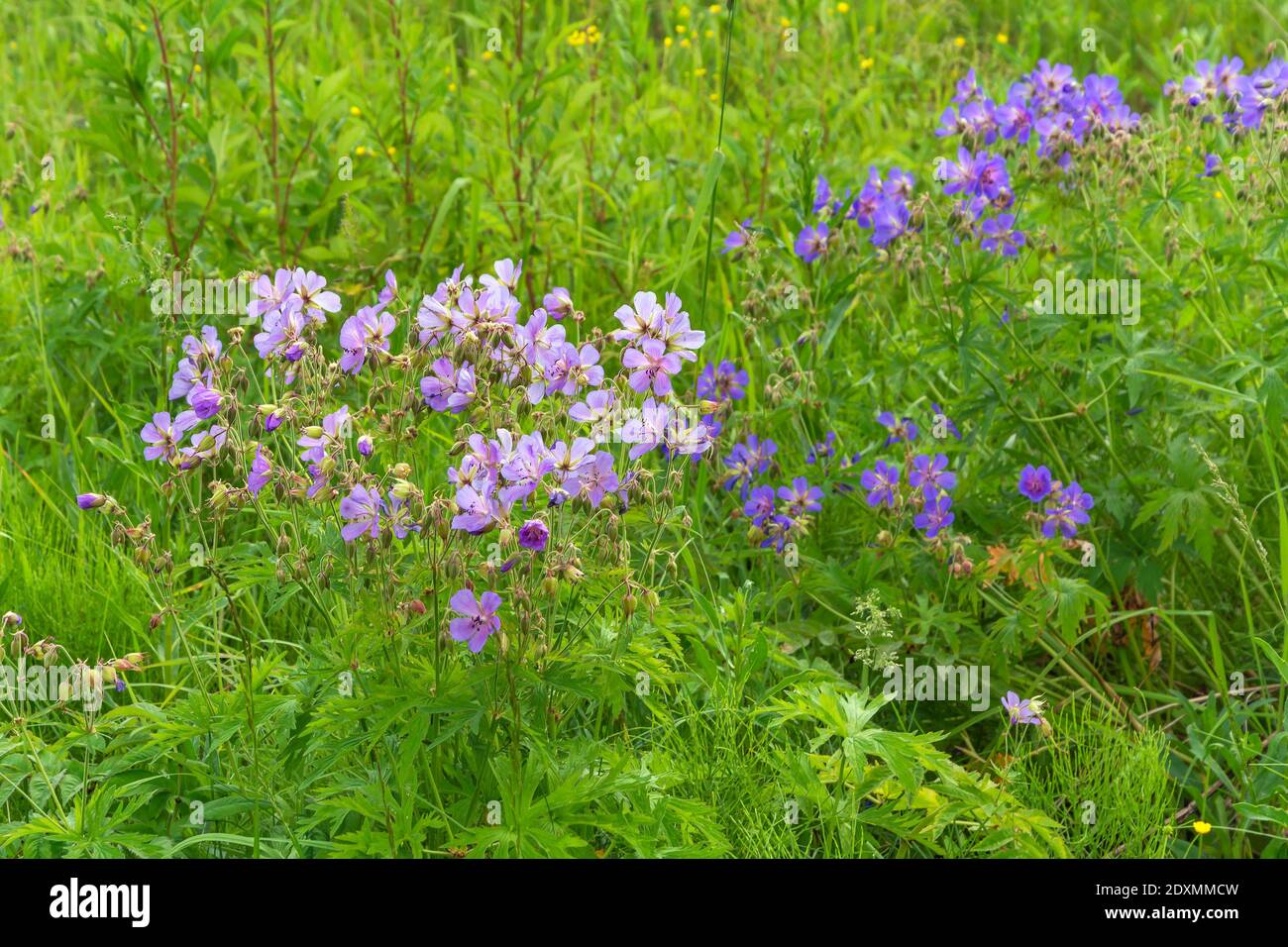 Flowering bushes of meadow geranium, Geranium pratense, Western Siberia ...