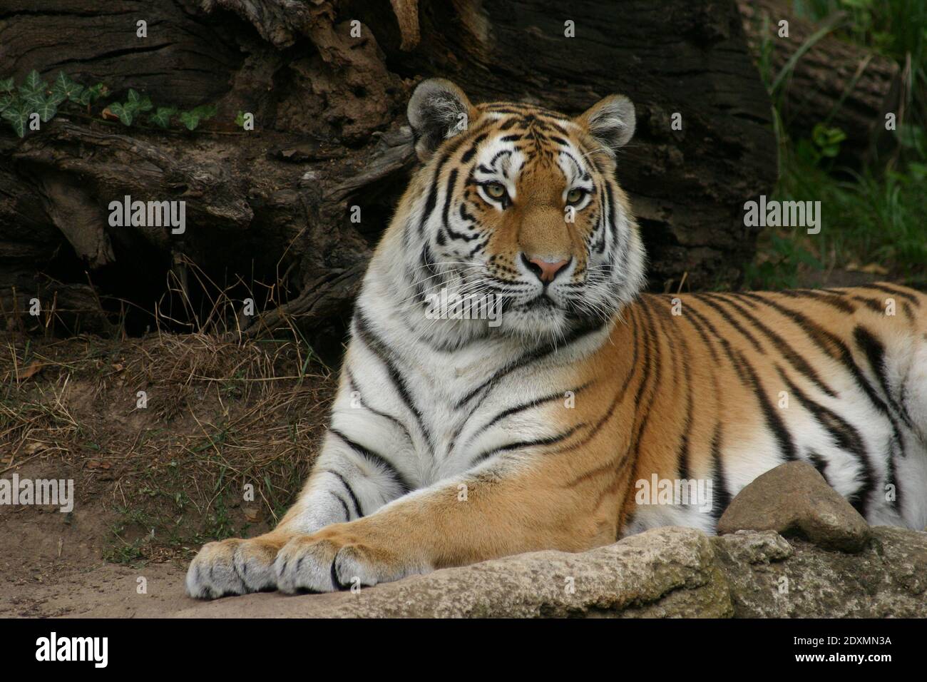 Proud tiger hi-res stock photography and images - Alamy