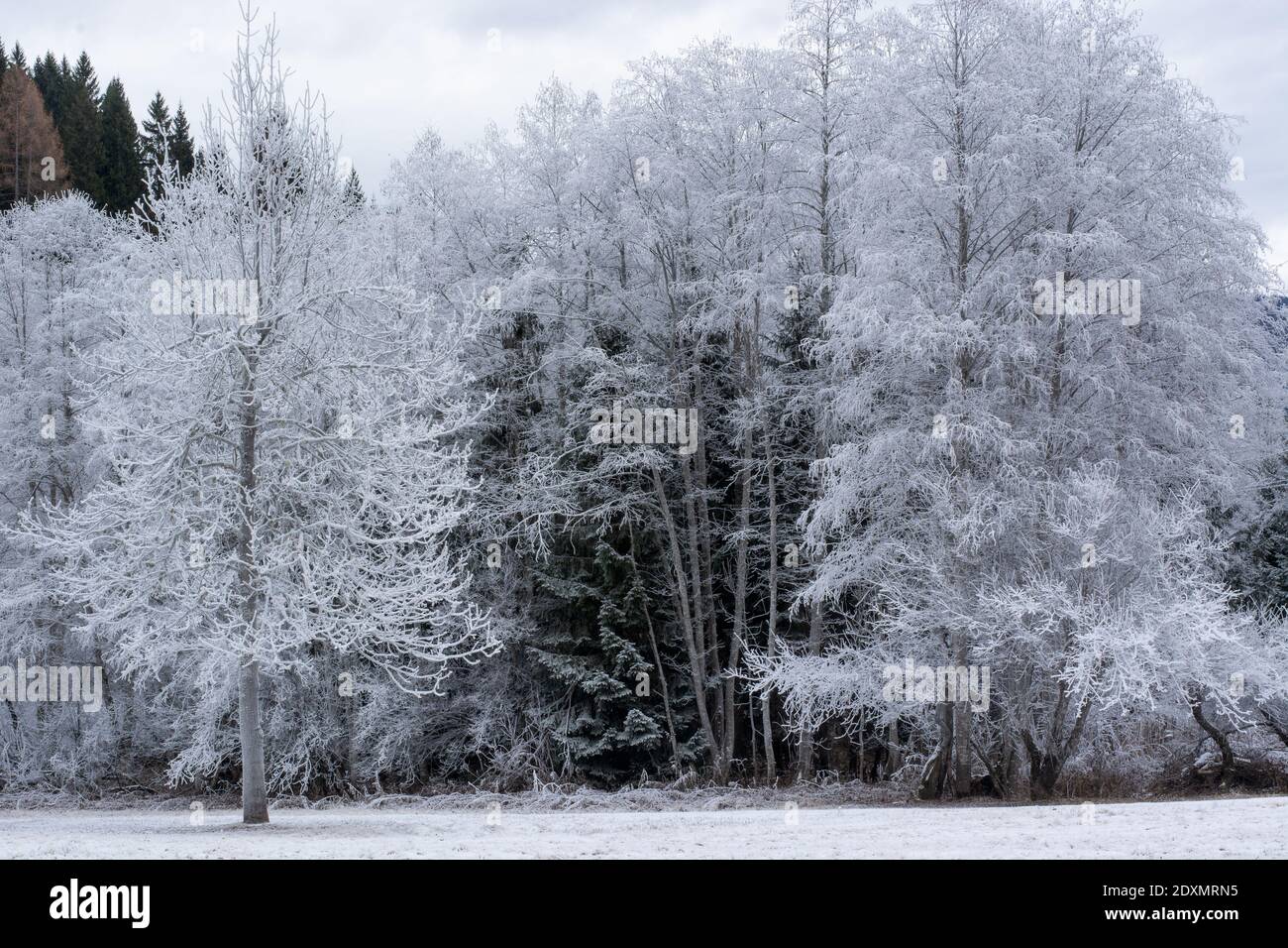 the frozen forest Stock Photo - Alamy