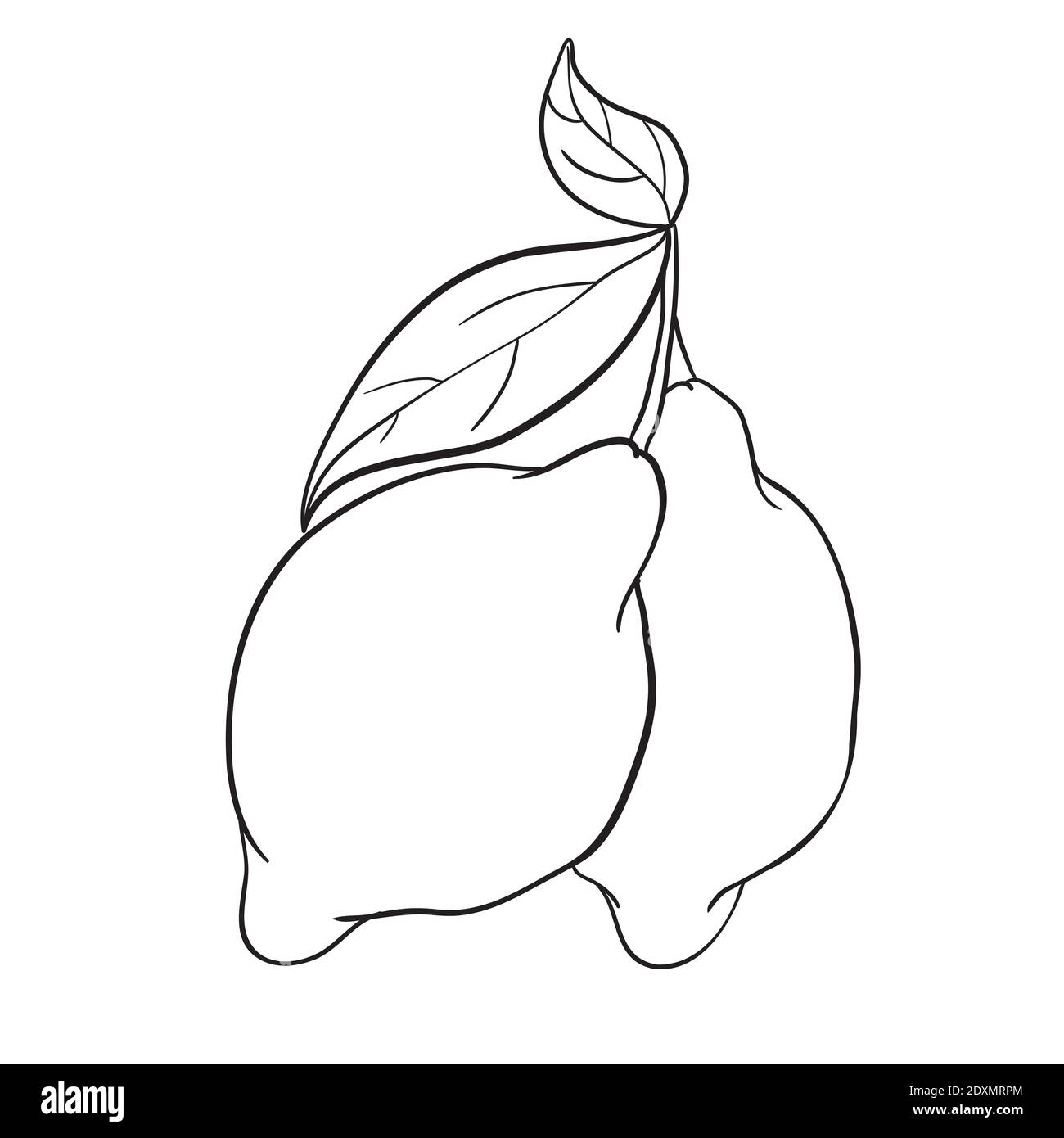 Lemon fruit line drawing Stock Vector Images - Alamy