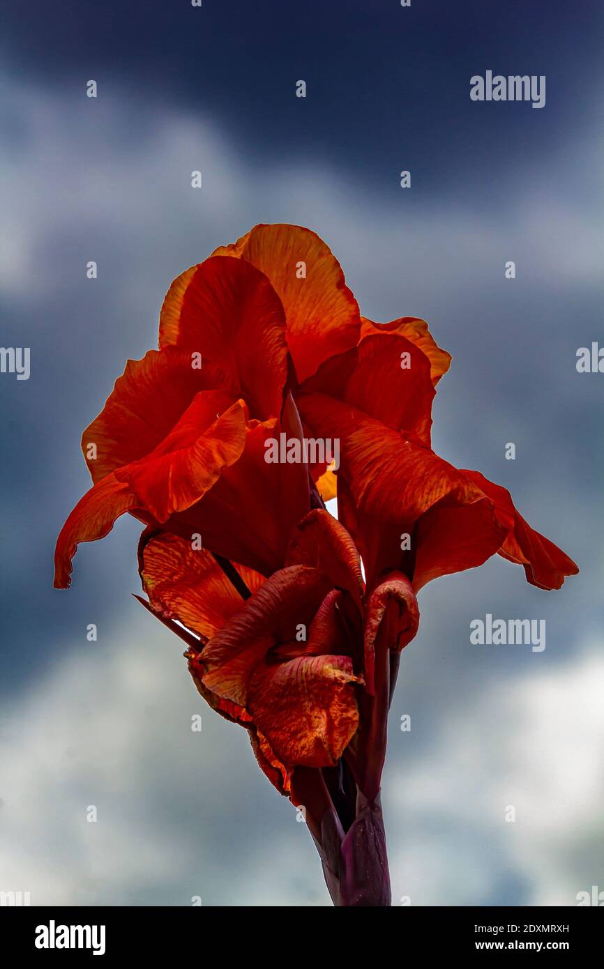 African Arrowroot High Resolution Stock Photography and Images - Alamy