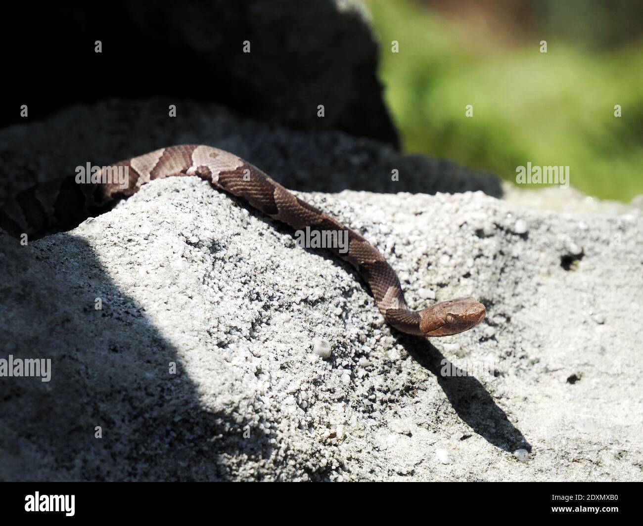 Copperhead Snake Close Up High Resolution Stock Photography and Images ...