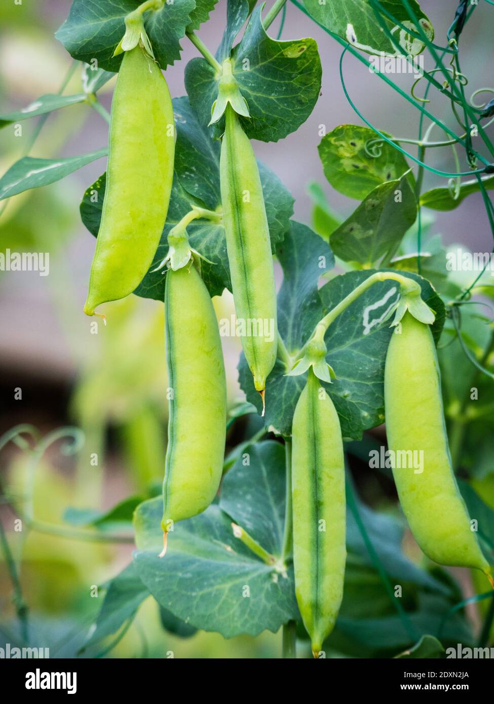 Mangetout peas in pods still on the plant Stock Photo - Alamy
