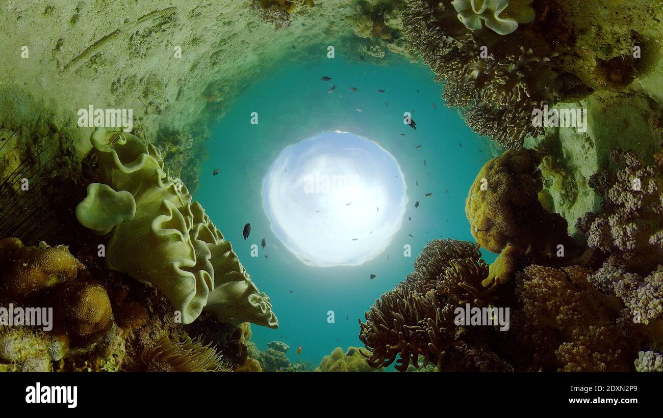 Tropical colourful underwater seas. Coral Garden with Underwater ...