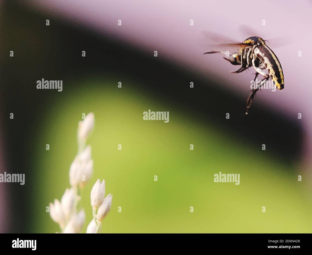 Mosquito flower pollination hi-res stock photography and images - Alamy