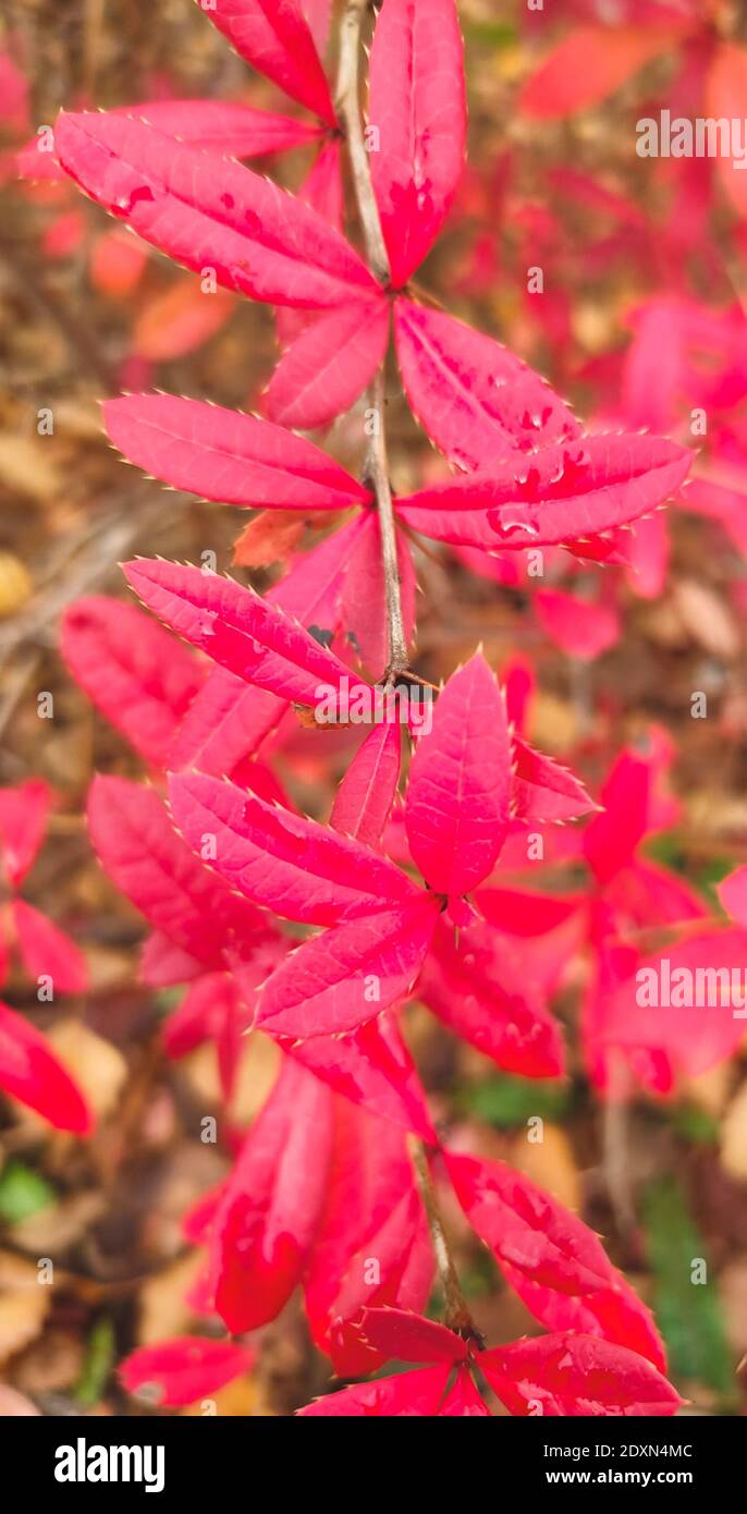 Red flowers with characteristic hues of the autumn season found in a ...
